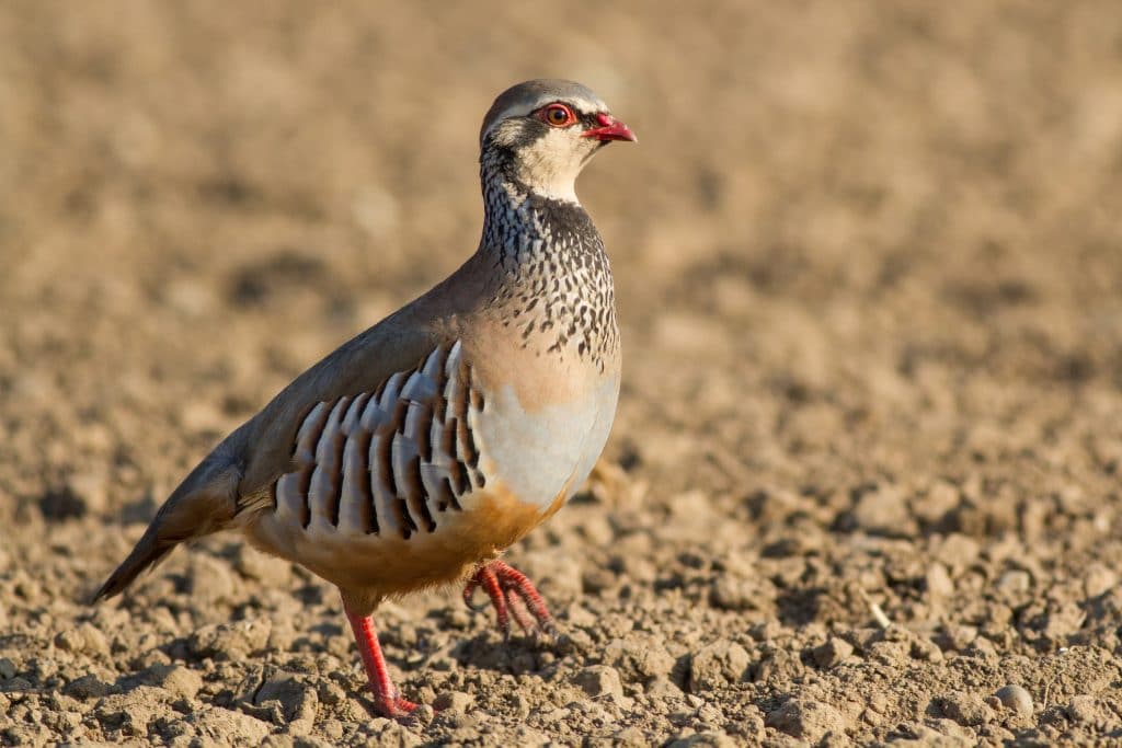 Poultry - Partridge Whole 1lb | Wiser Meats